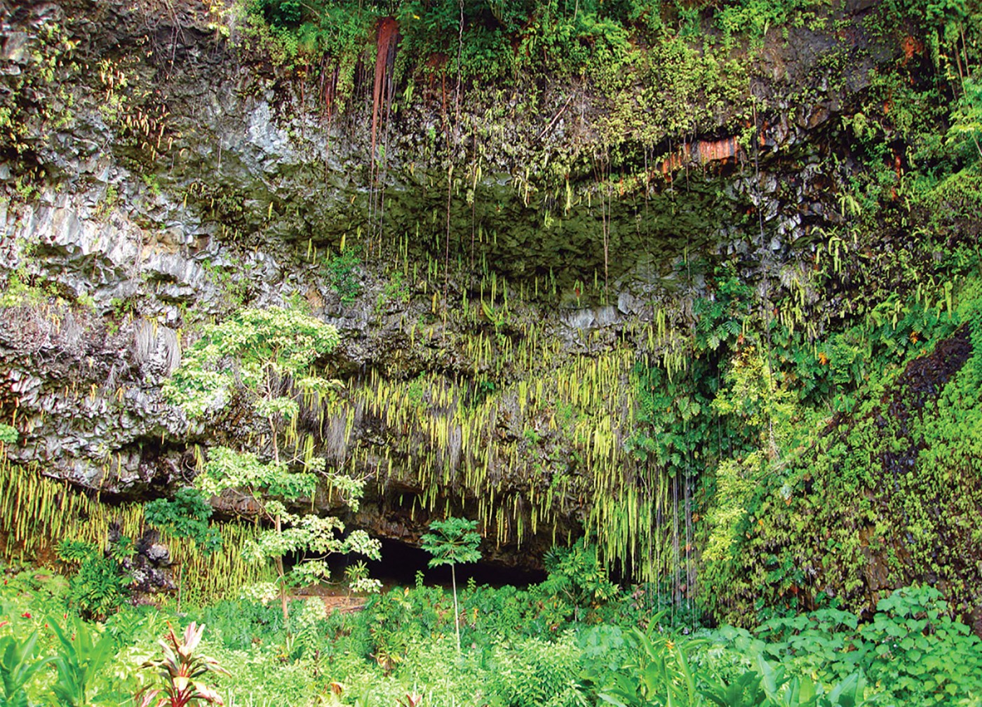 Shore Excursion: Waimea Canyon, Wailua River Boat & Fern Grotto